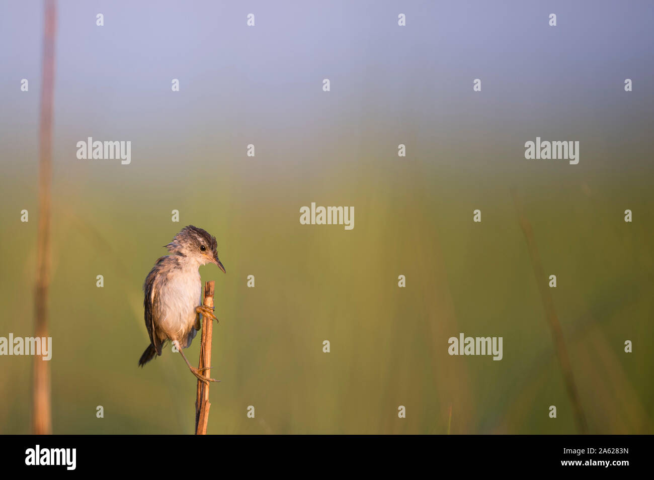 A tiny and cute Marsh Wren perched in the marsh grasses in the early ...