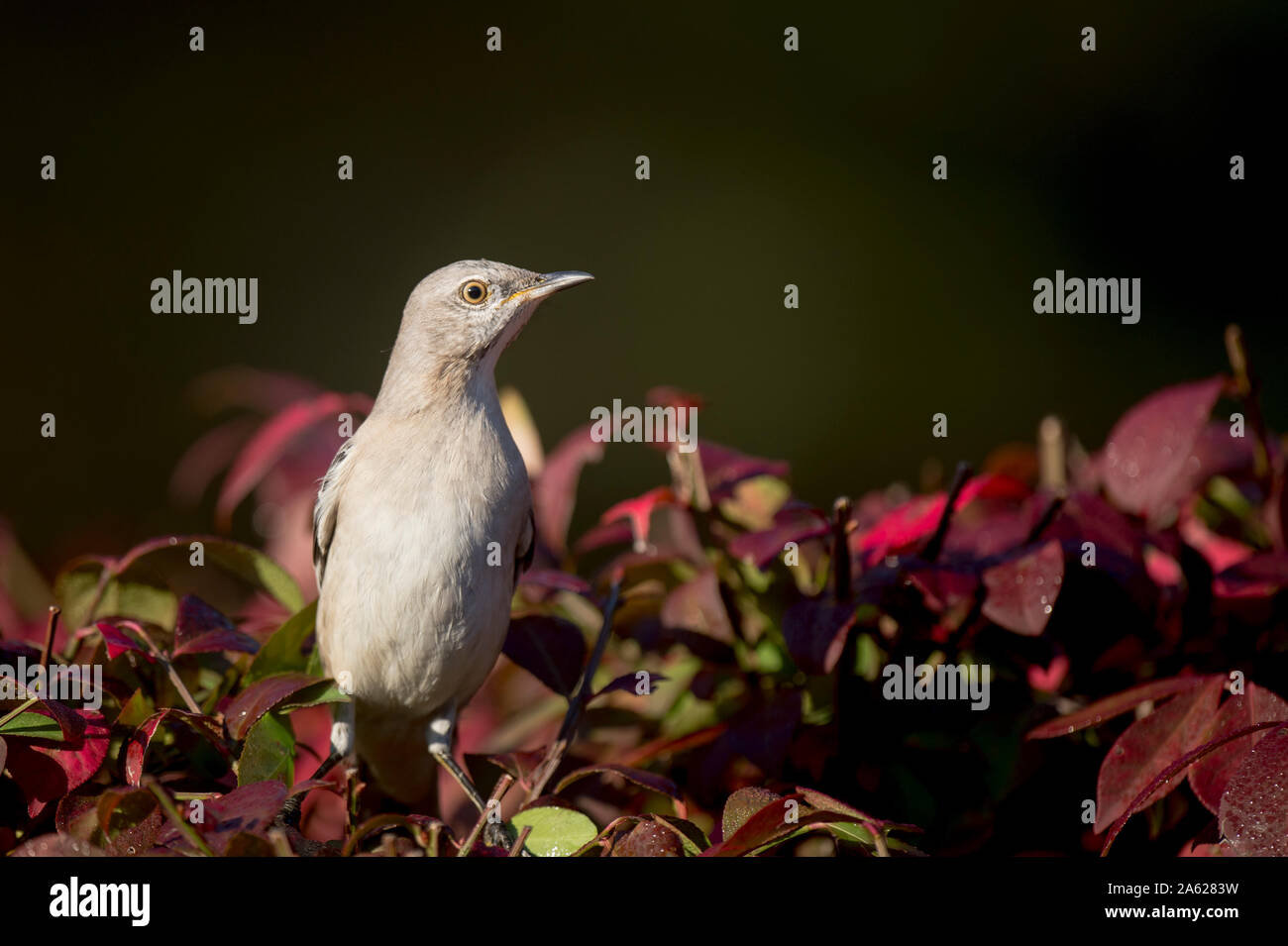 A Northern Mockingbird perched in red leaves in a spotlight of sun with ...