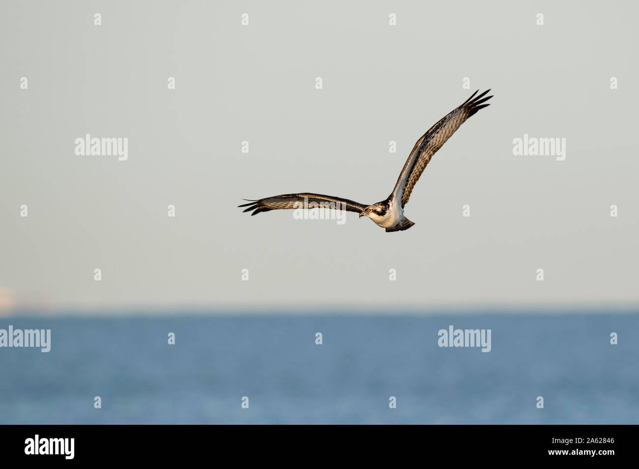 Ocean osprey hi-res stock photography and images - Alamy