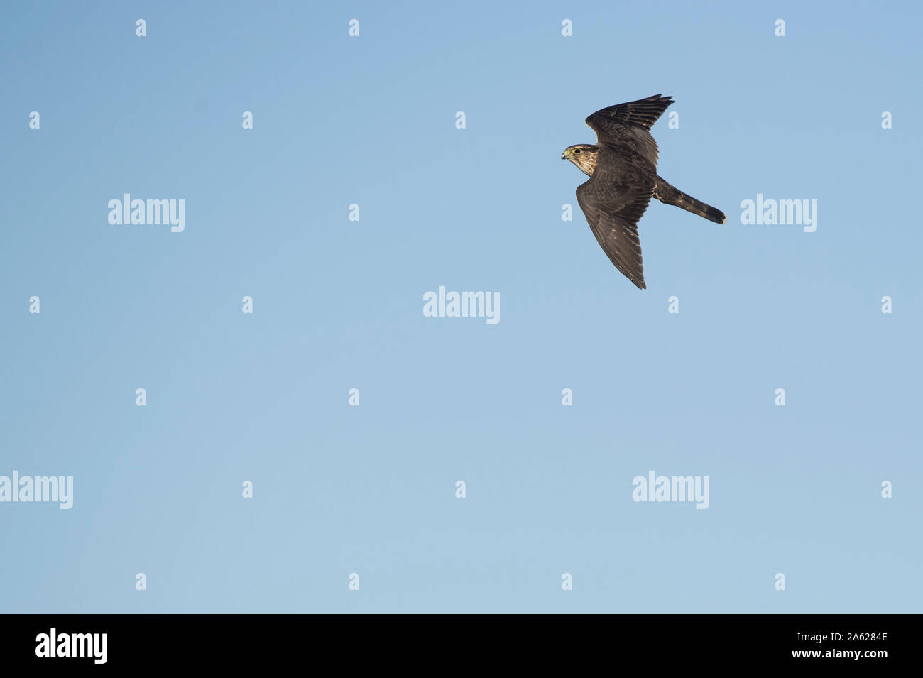 A Merlin flies in front of a clear blue sky in the bright sunlight ...