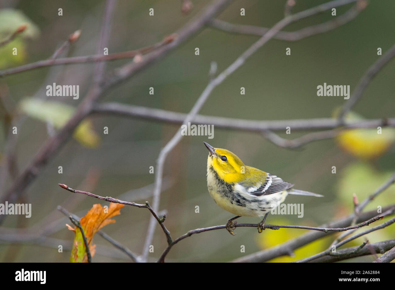 A Black-throated Green Warbler perched in a tree with green leaves in ...