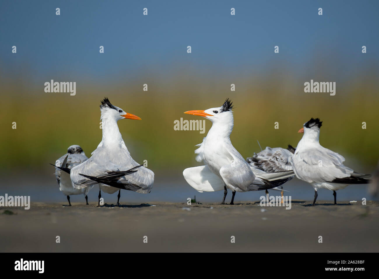 A group of Royal Terns stand in the marsh with a smooth green and blue ...