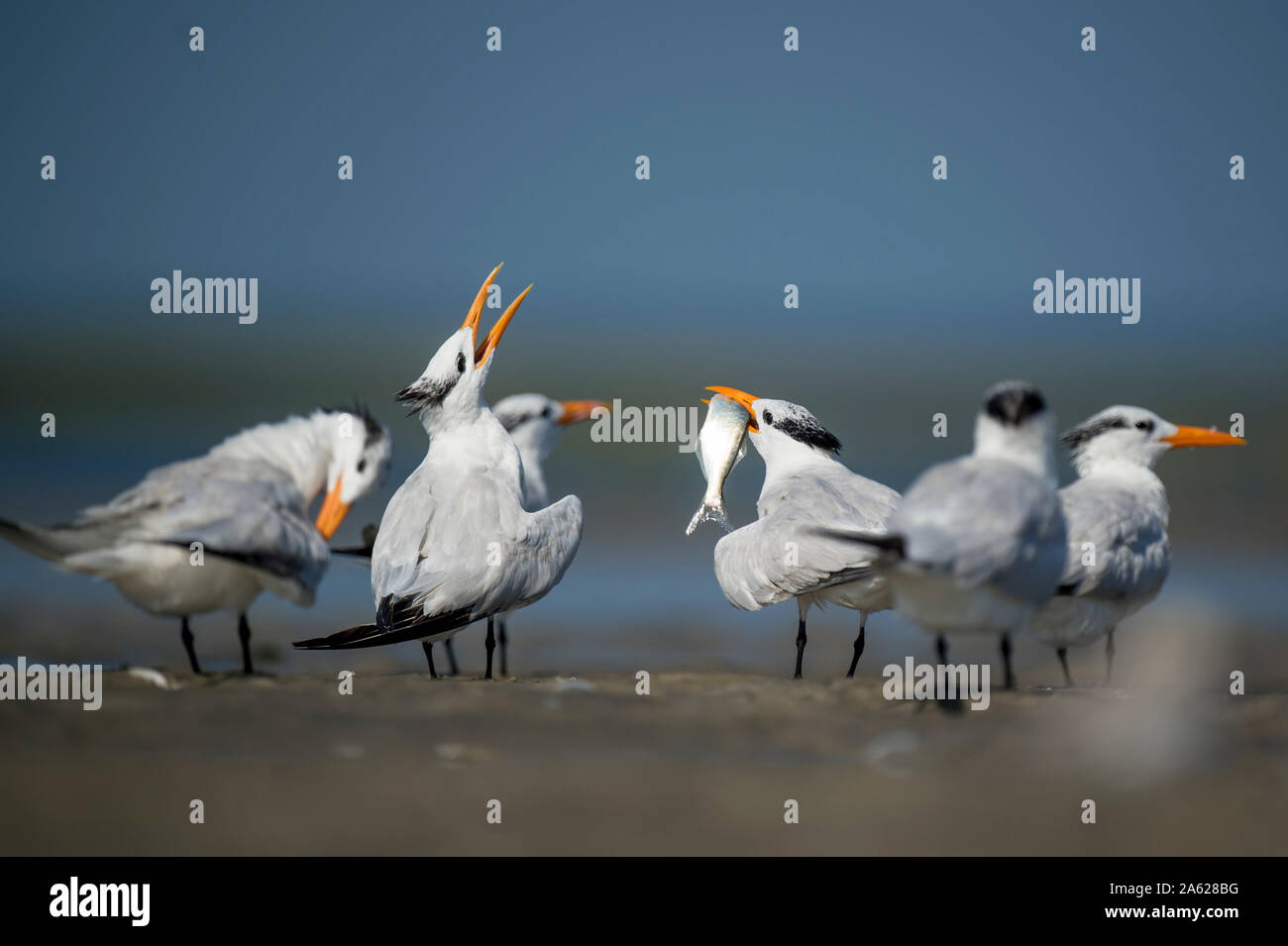 A group of Royal Terns stand in the marsh with a smooth green and blue ...