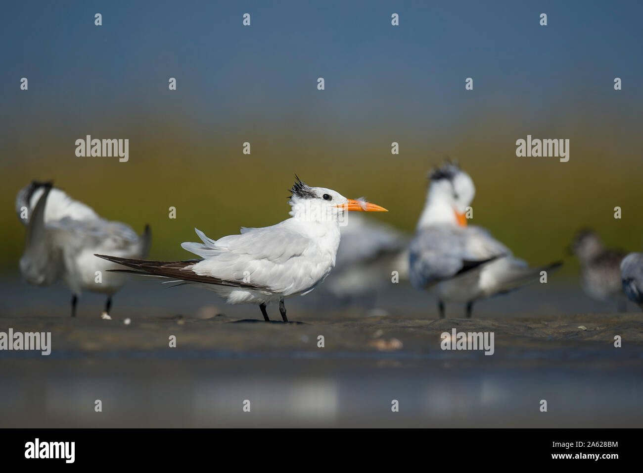 A group of Royal Terns stand in the marsh with a smooth green and blue ...