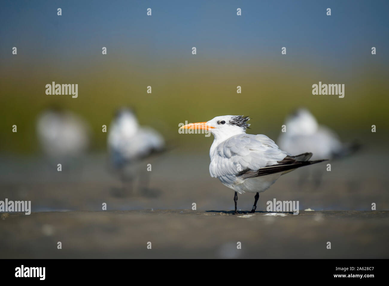 A group of Royal Terns stand in the marsh with a smooth green and blue ...