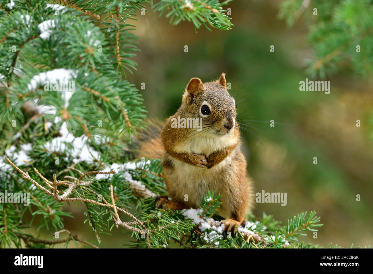 A wild red squirrel ( Tamiasciurus hudsonicus); sitting on a tree ...