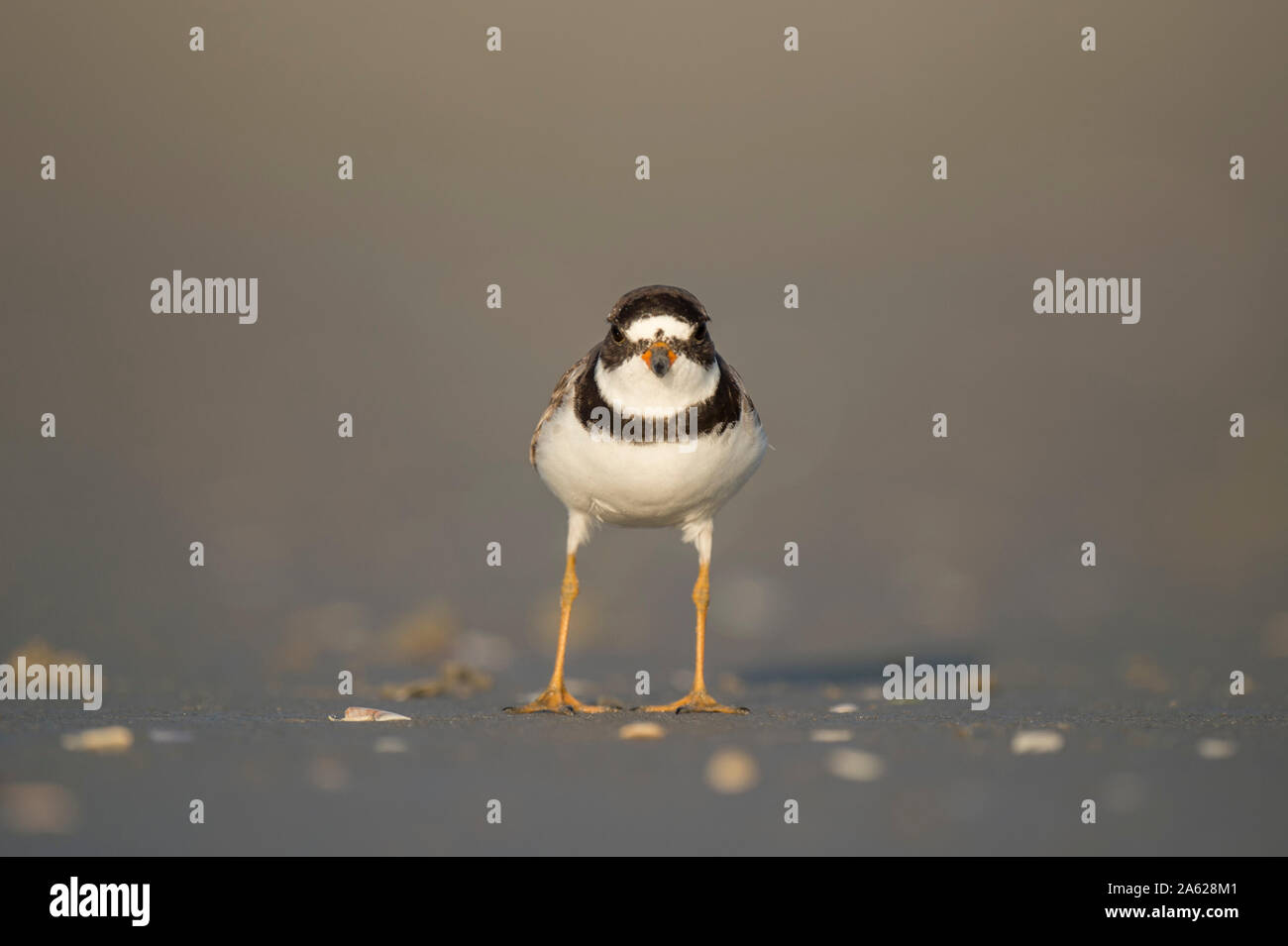 A Semipalmated Plover walks on a sandy beach in the low golden sunlight ...