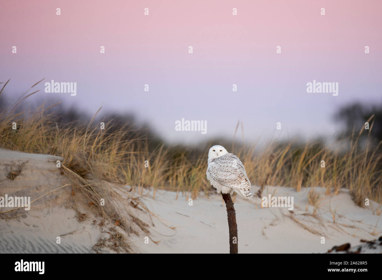 A Snowy Owl perched in the sand dunes of a beach in soft dawn light ...