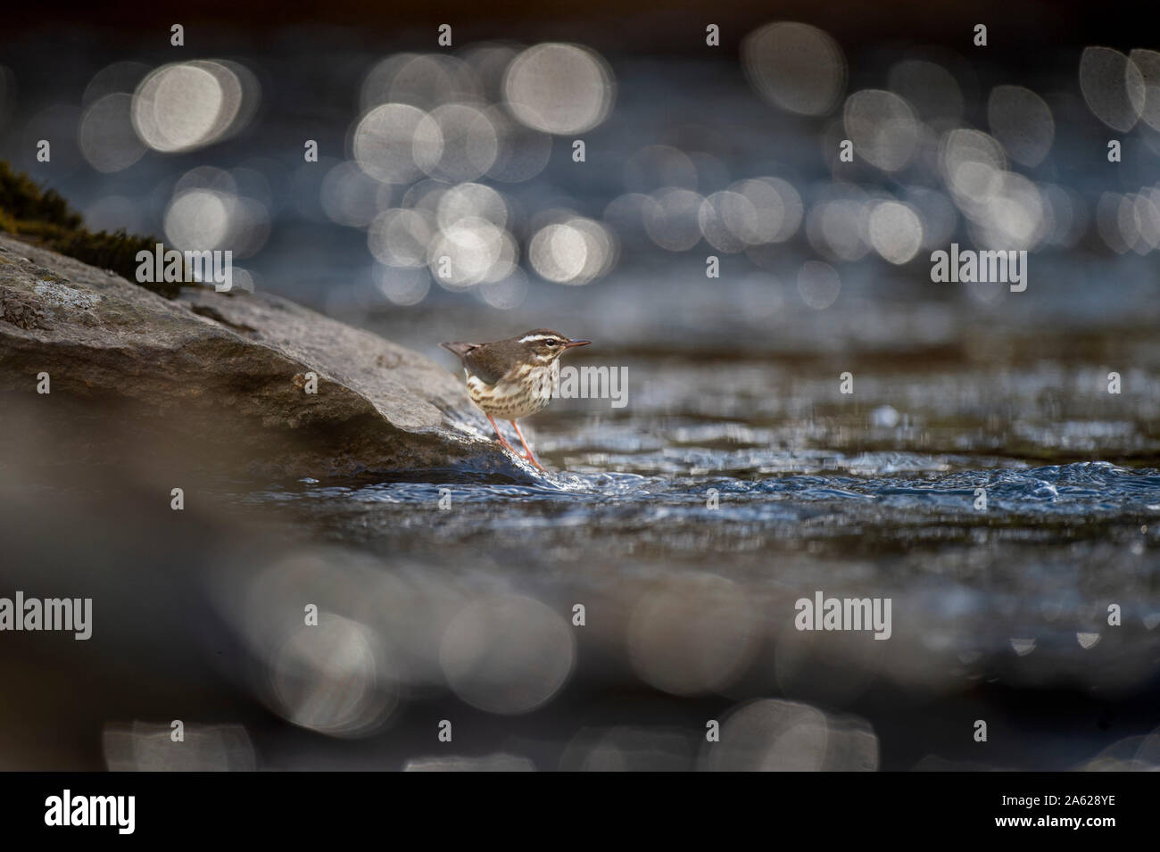 Waterthrush in water hi-res stock photography and images - Alamy