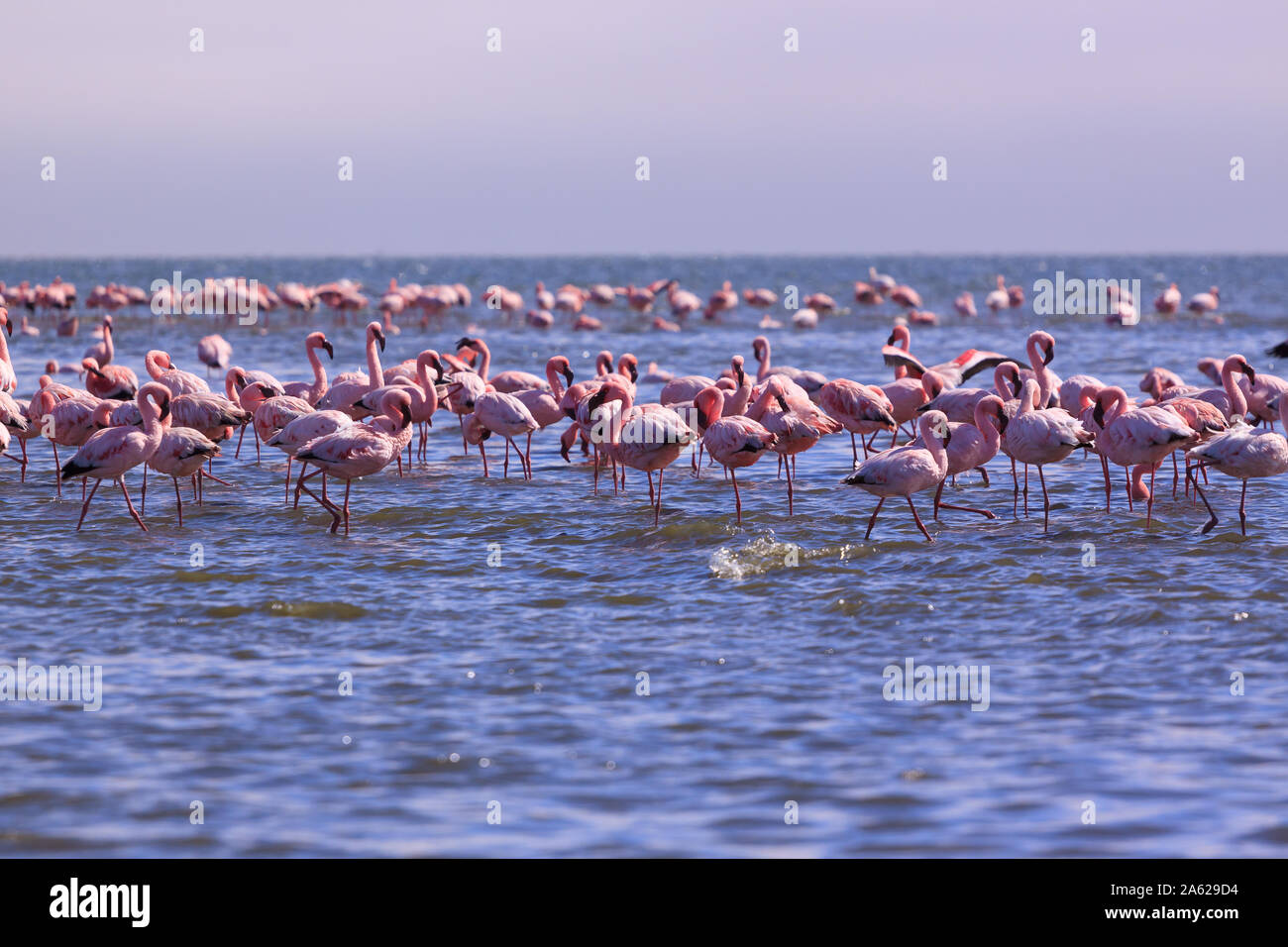 A flamboyance of flamingoes near Swakopmund, Namibia Stock Photo - Alamy
