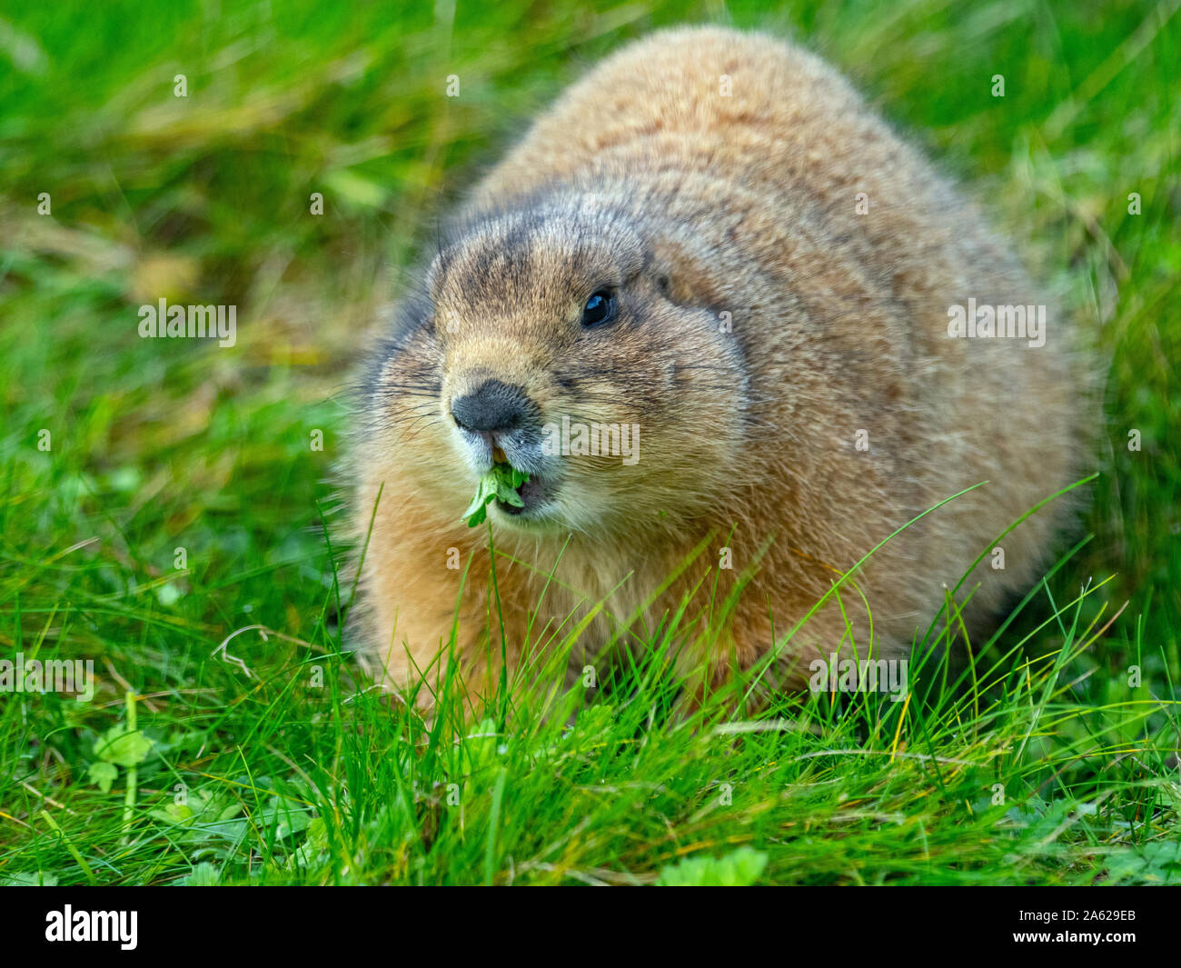 Five population groups hi-res stock photography and images - Alamy