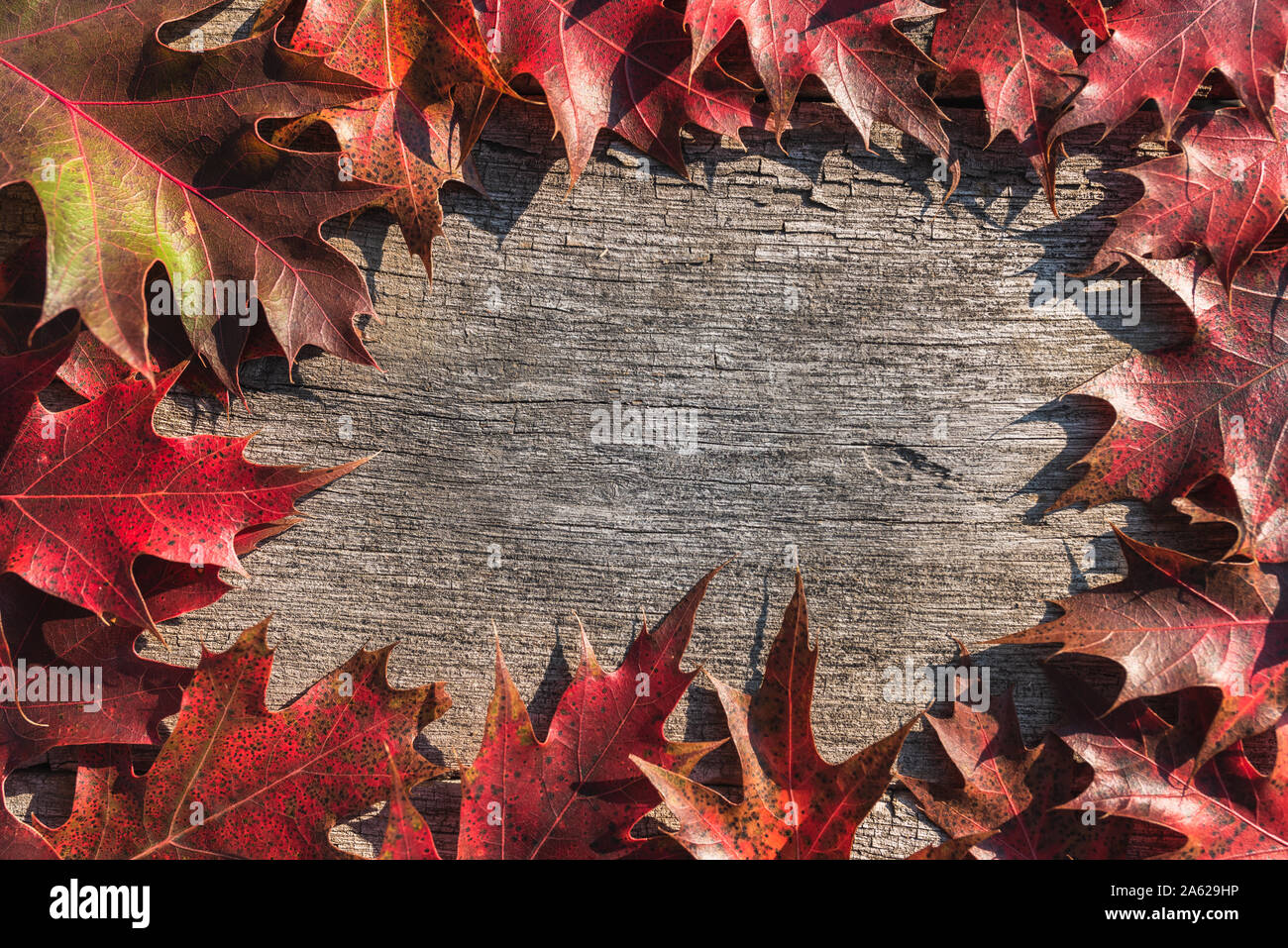 Autumn composition, arrangement, concept still life. Seasonal frame ...