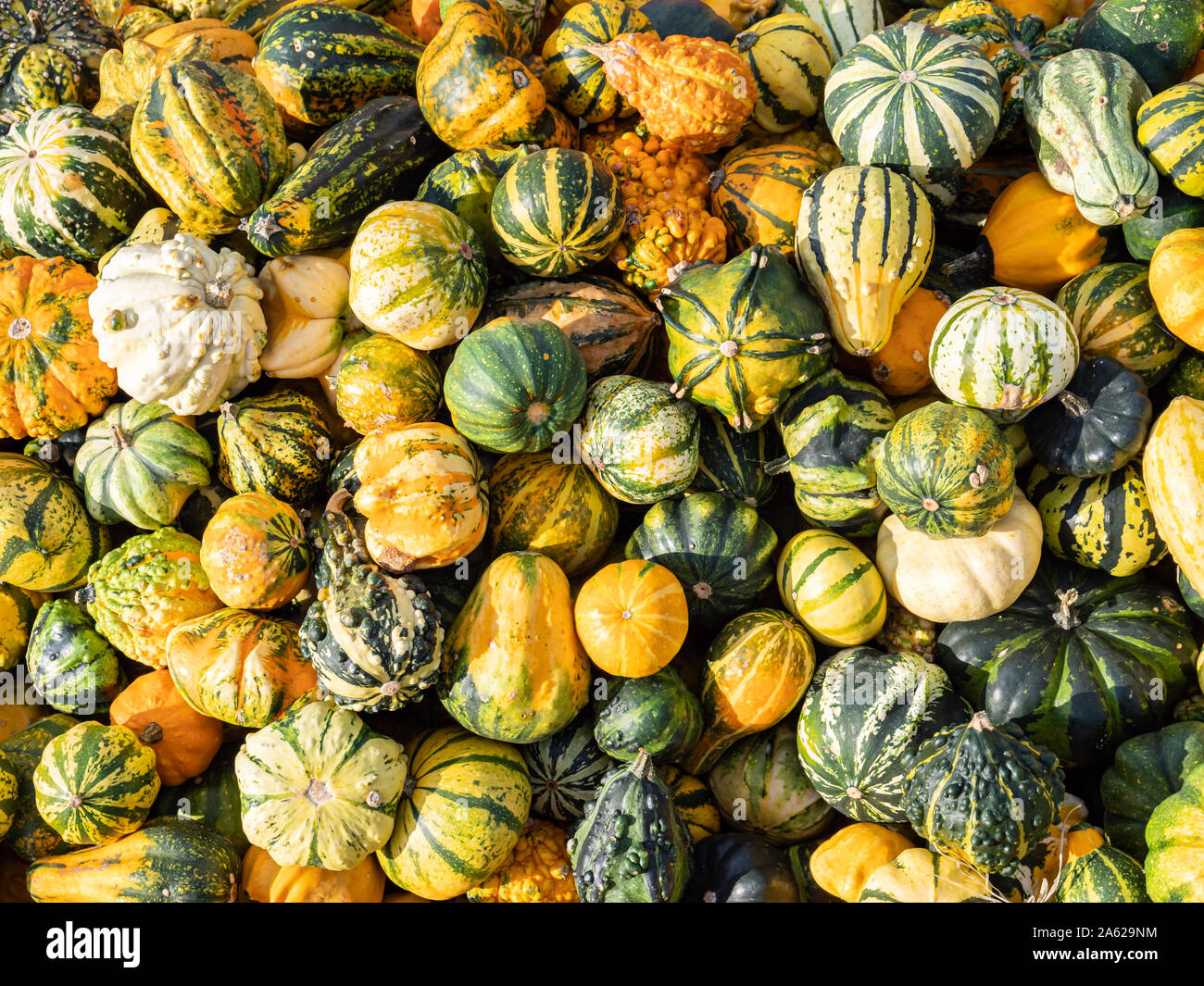 colorful ornamental pumpkins texture background Stock Photo - Alamy