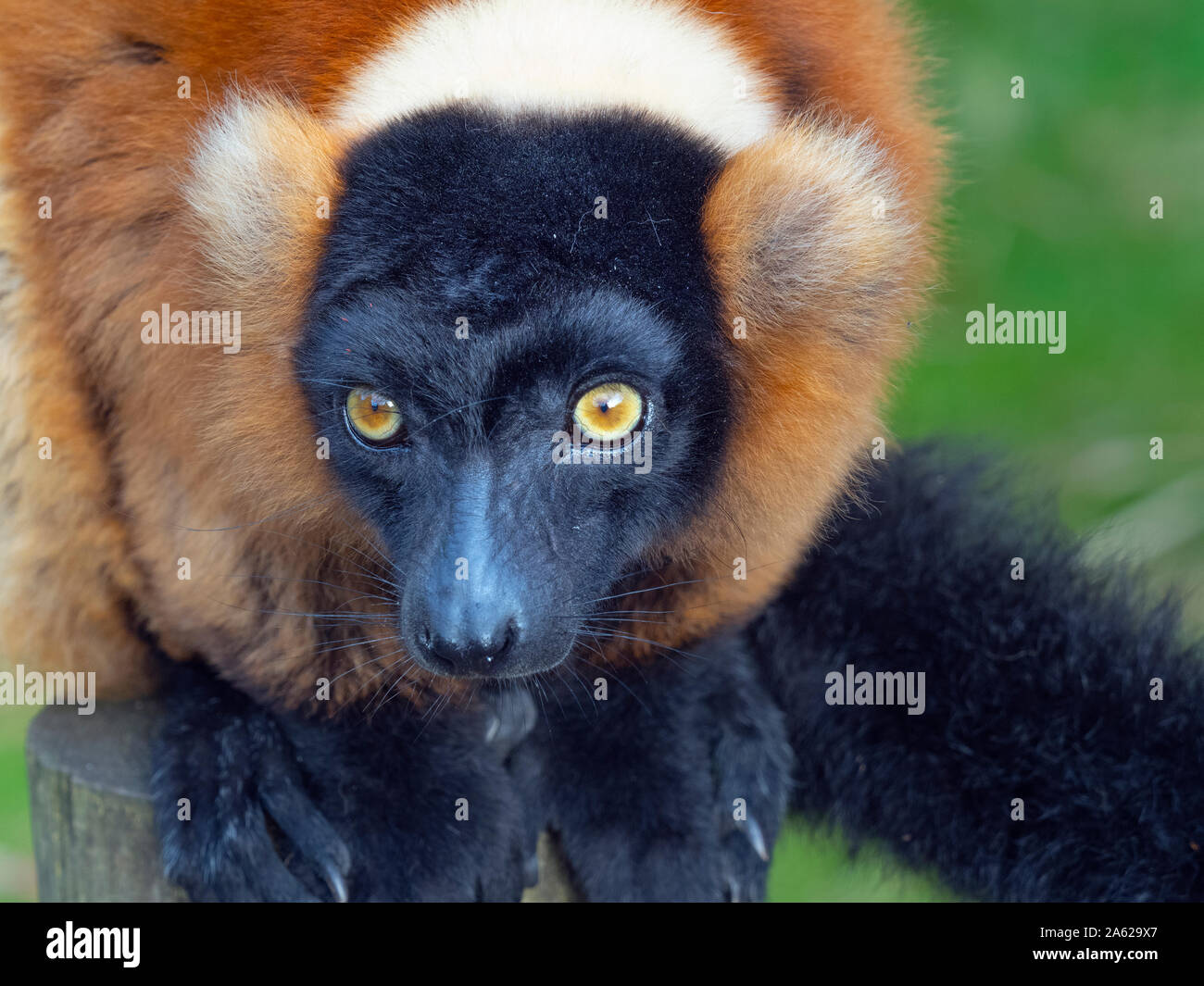 Red-ruffed lemur Varecia rubra Captive portrait Stock Photo - Alamy