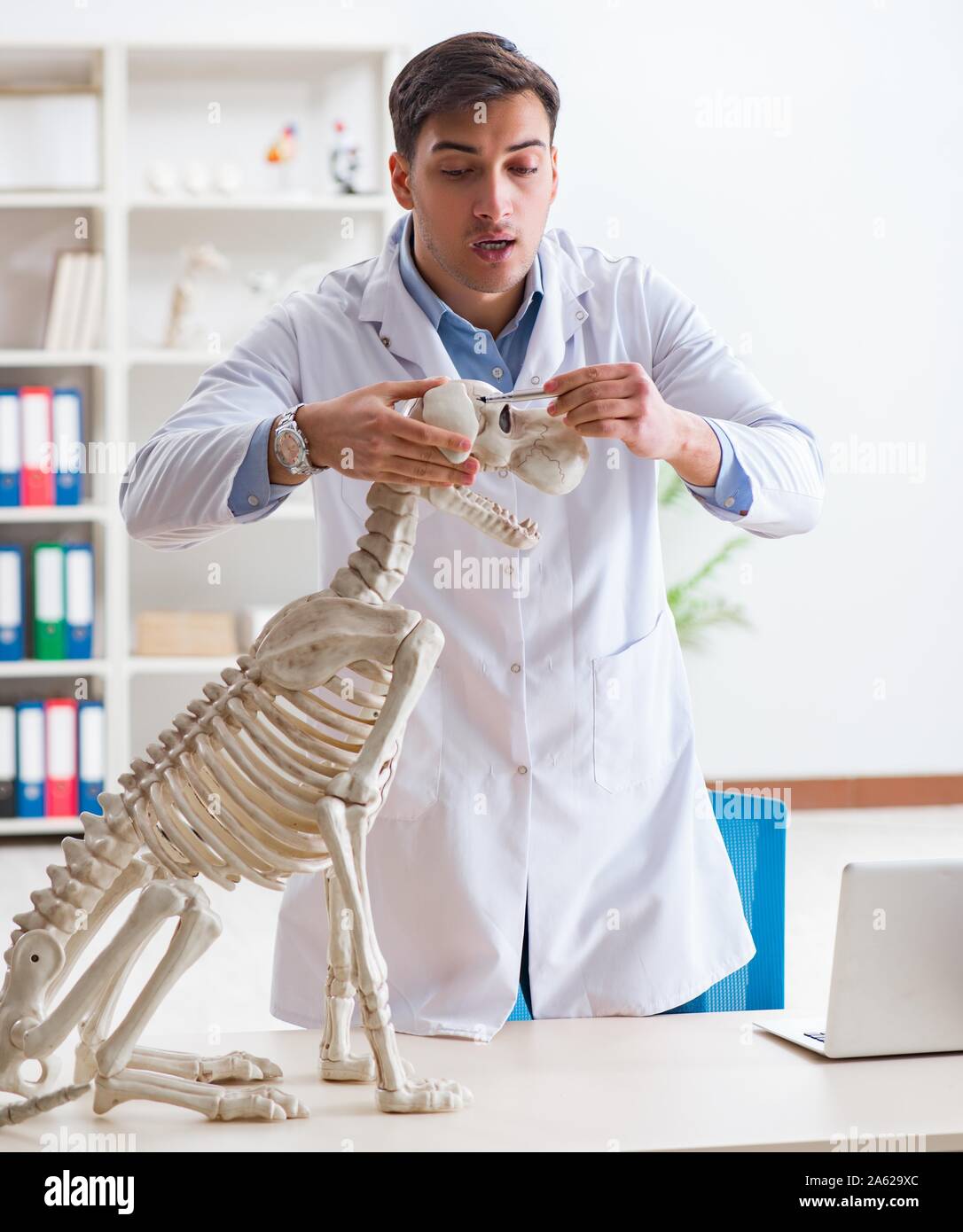 The doctor vet practicing on dog skeleton Stock Photo - Alamy