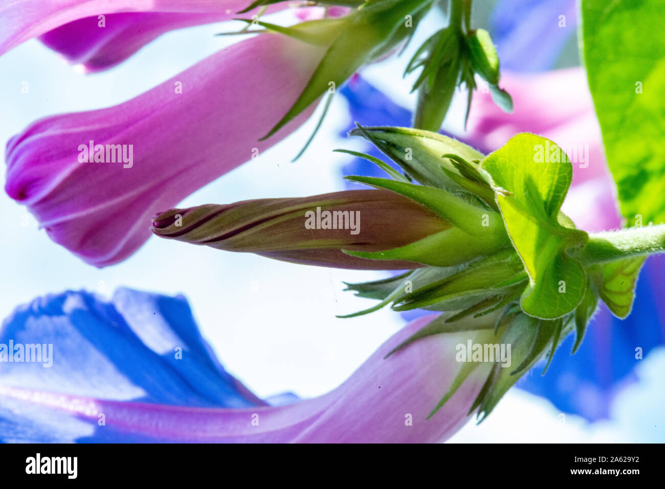 blue morning glory blooming with deep blue blossoms Stock Photo - Alamy