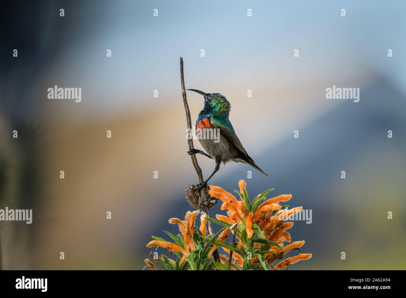 southern double-collared sunbird or lesser double-collared sunbird ...