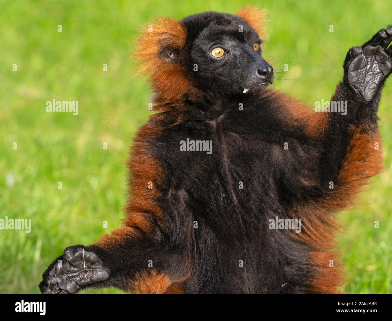Red-ruffed lemur Varecia rubra sunbathing Captive portrait Stock Photo ...