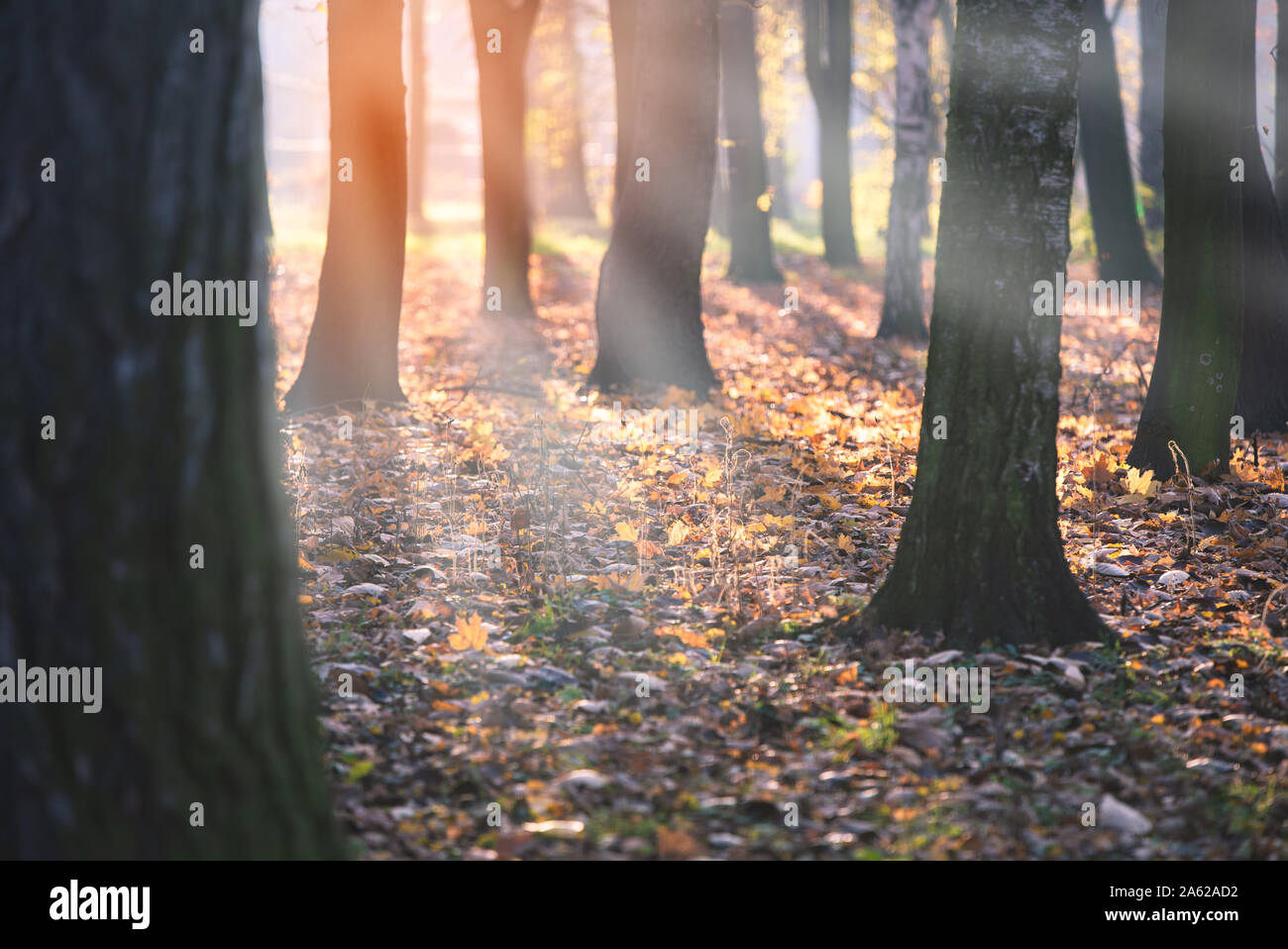 Rays sunlight fall between green hi-res stock photography and images ...