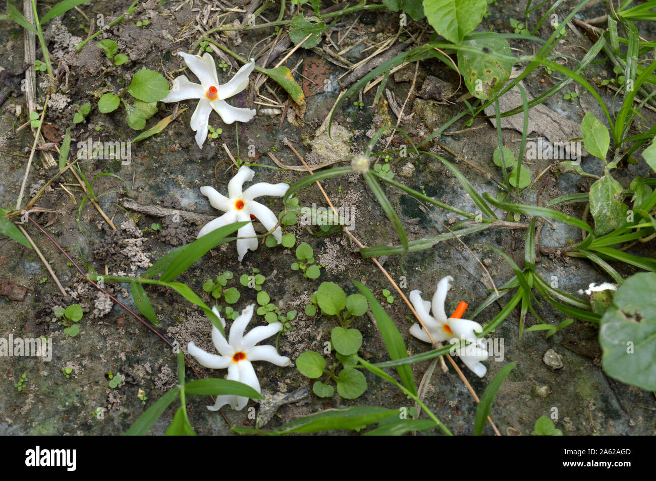 Sarater siuli ful hi-res stock photography and images - Alamy