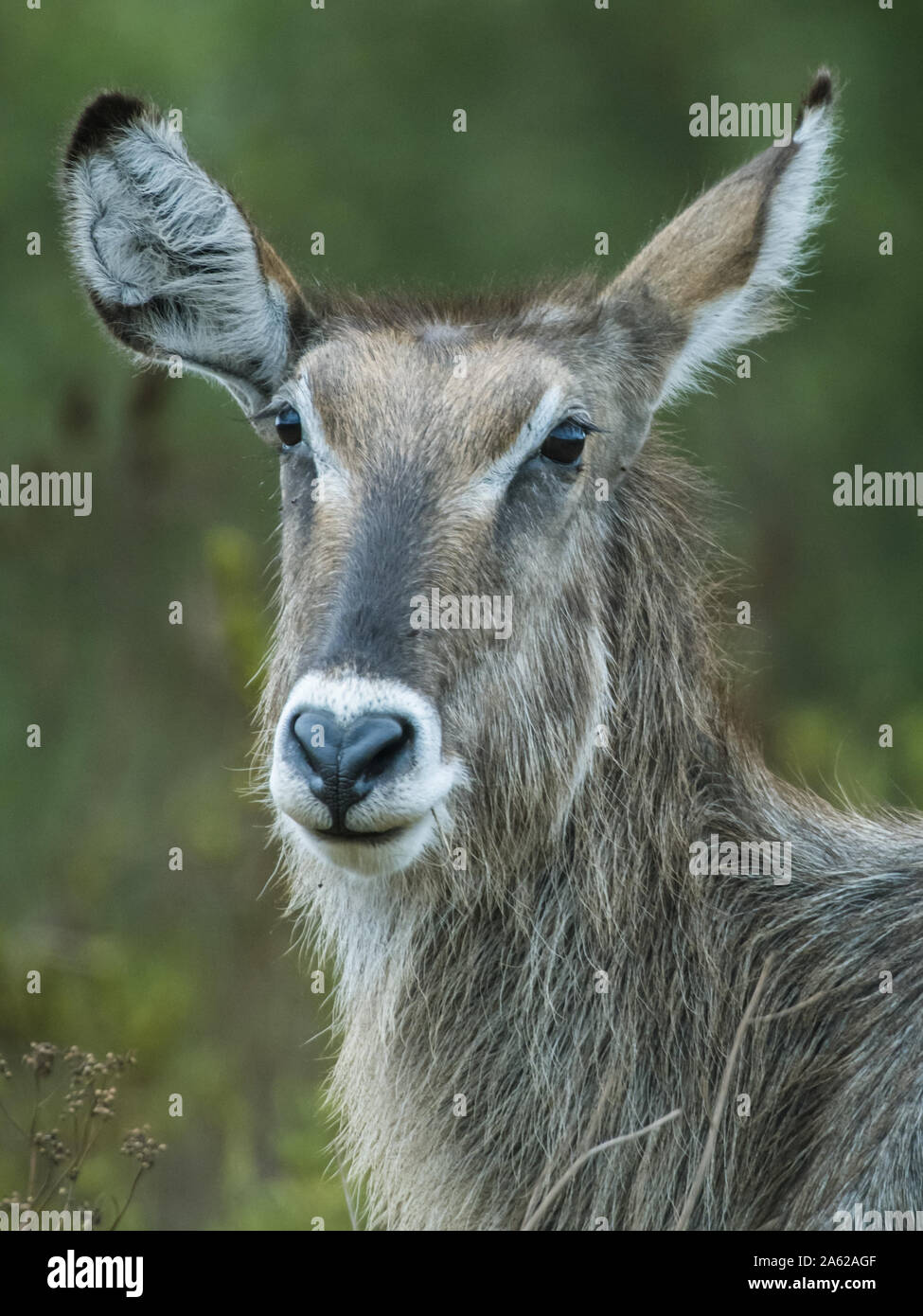 The waterbuck (Kobus ellipsiprymnus Stock Photo - Alamy