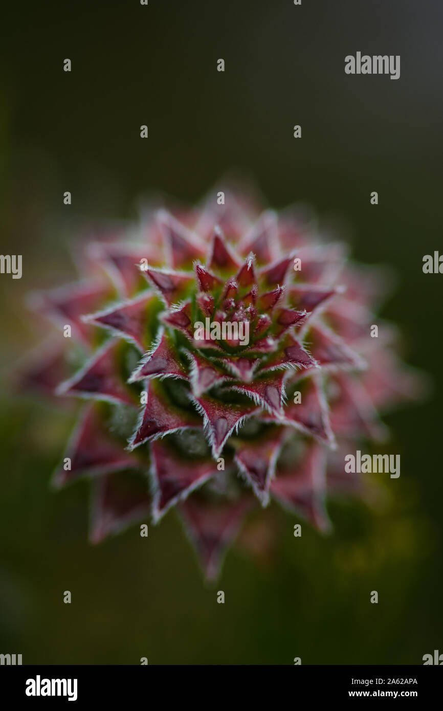 Fynbos flower hi-res stock photography and images - Alamy