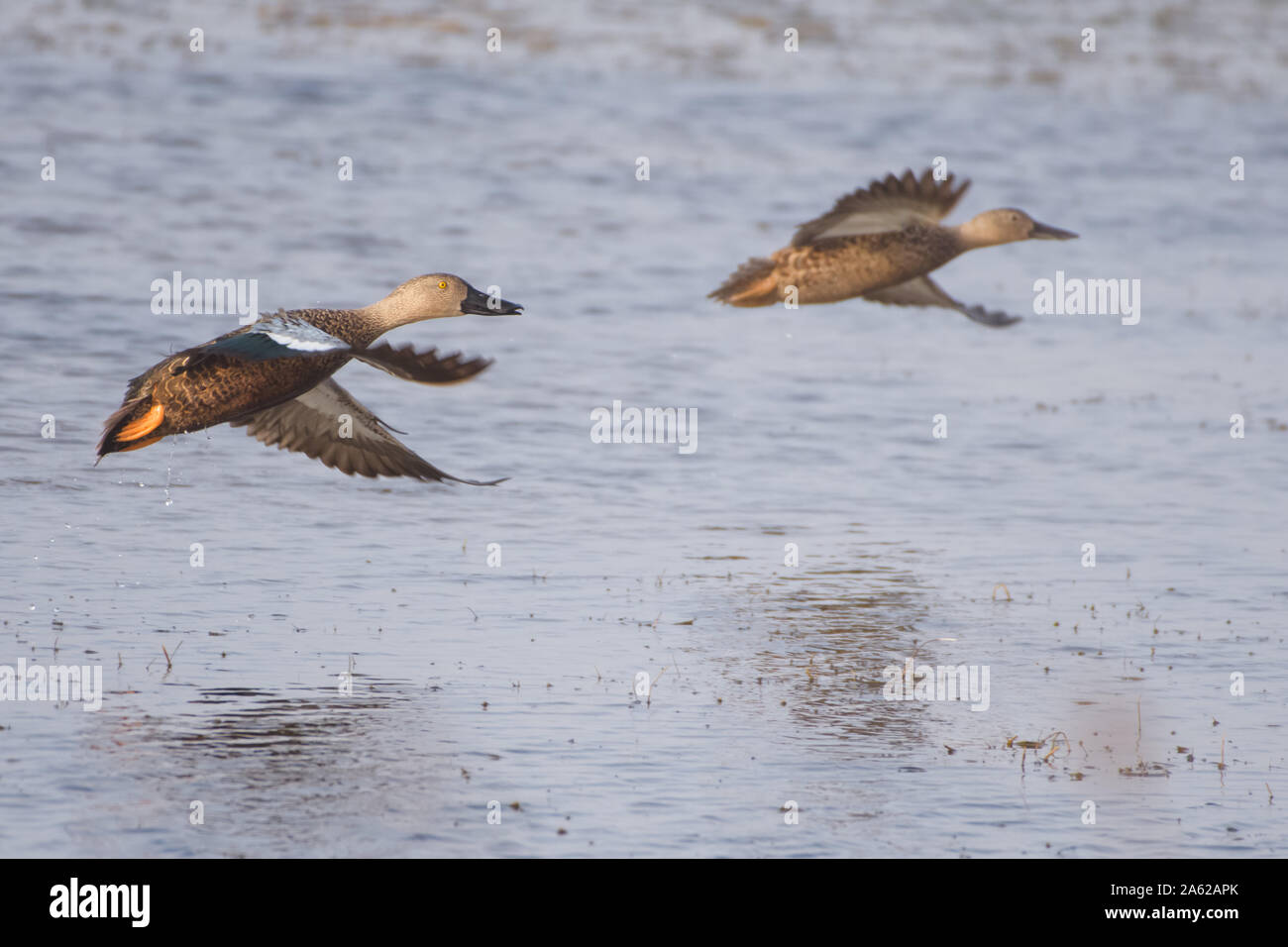 The Cape shoveler or Cape shoveller (Spatula smithii Stock Photo - Alamy