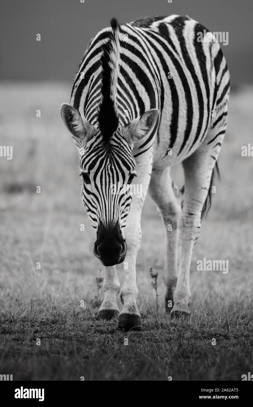 South arican hi-res stock photography and images - Alamy