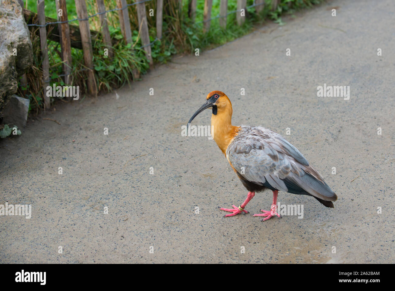 Exotic bird crossing street Stock Photo - Alamy