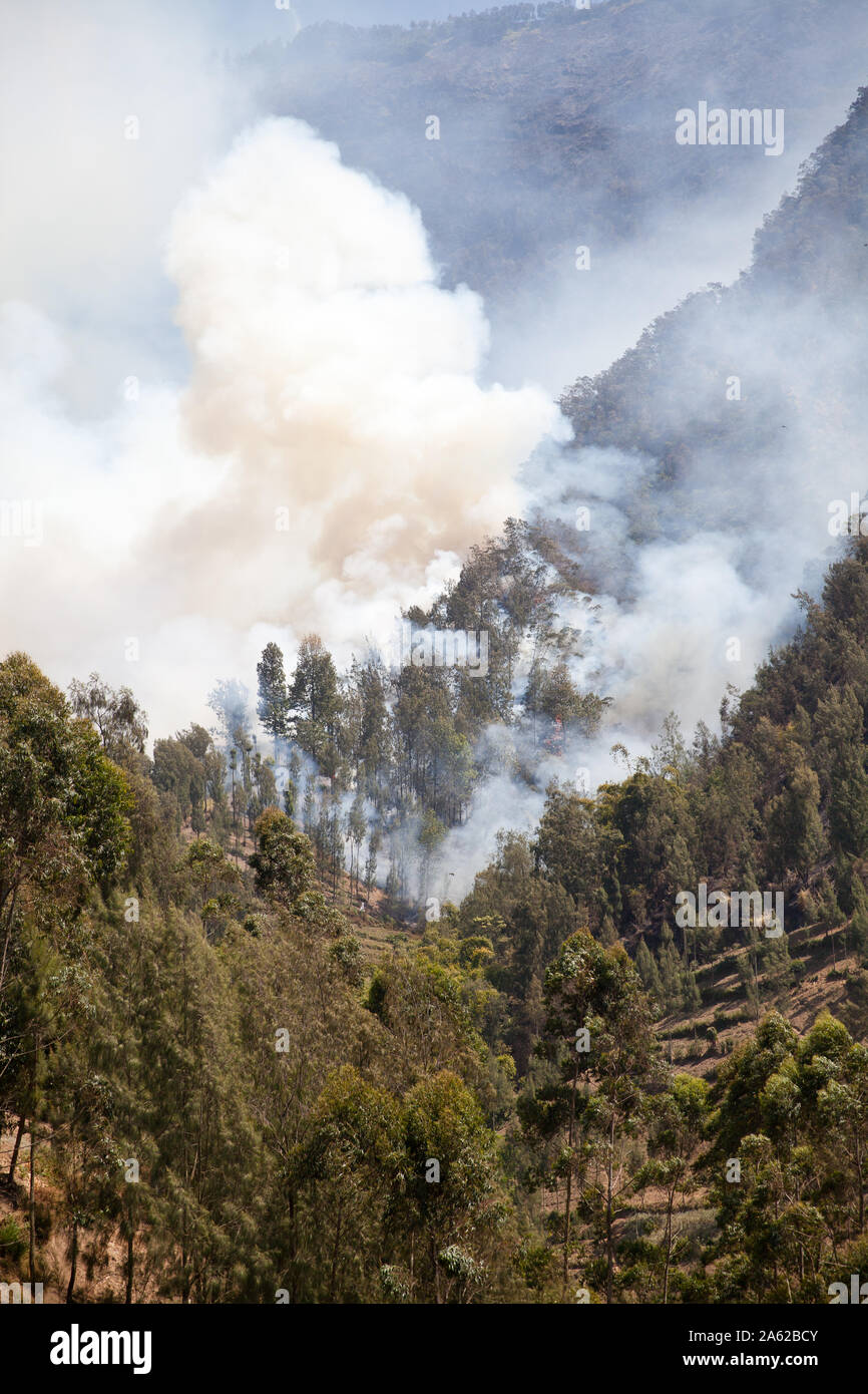 Fire on the mountain plant hi-res stock photography and images - Alamy
