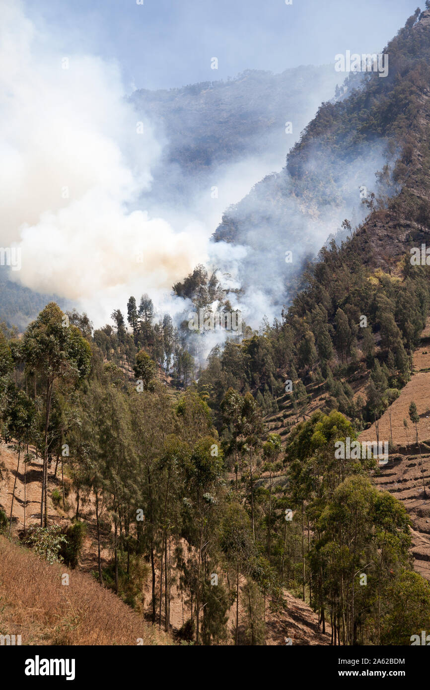 Forest fire in the mountains. Java Island, Indonesia. Natural fire in ...