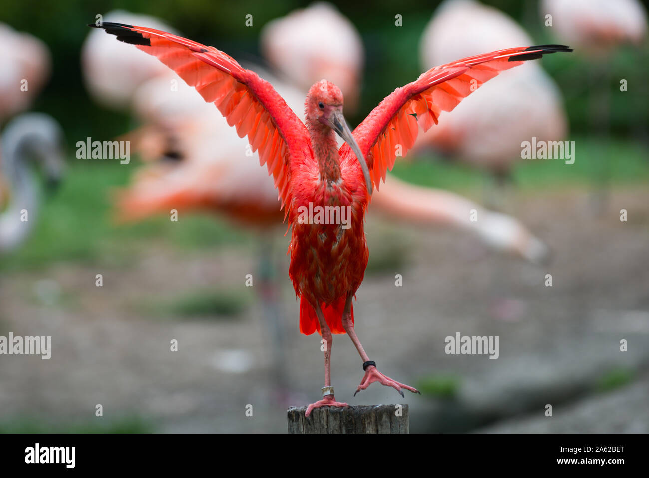 Scarlet ibis wings spread hi-res stock photography and images - Alamy