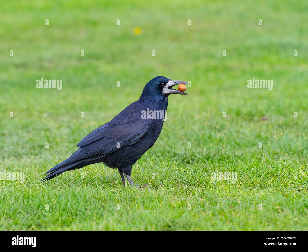 Rook With Open Beak High Resolution Stock Photography and Images - Alamy