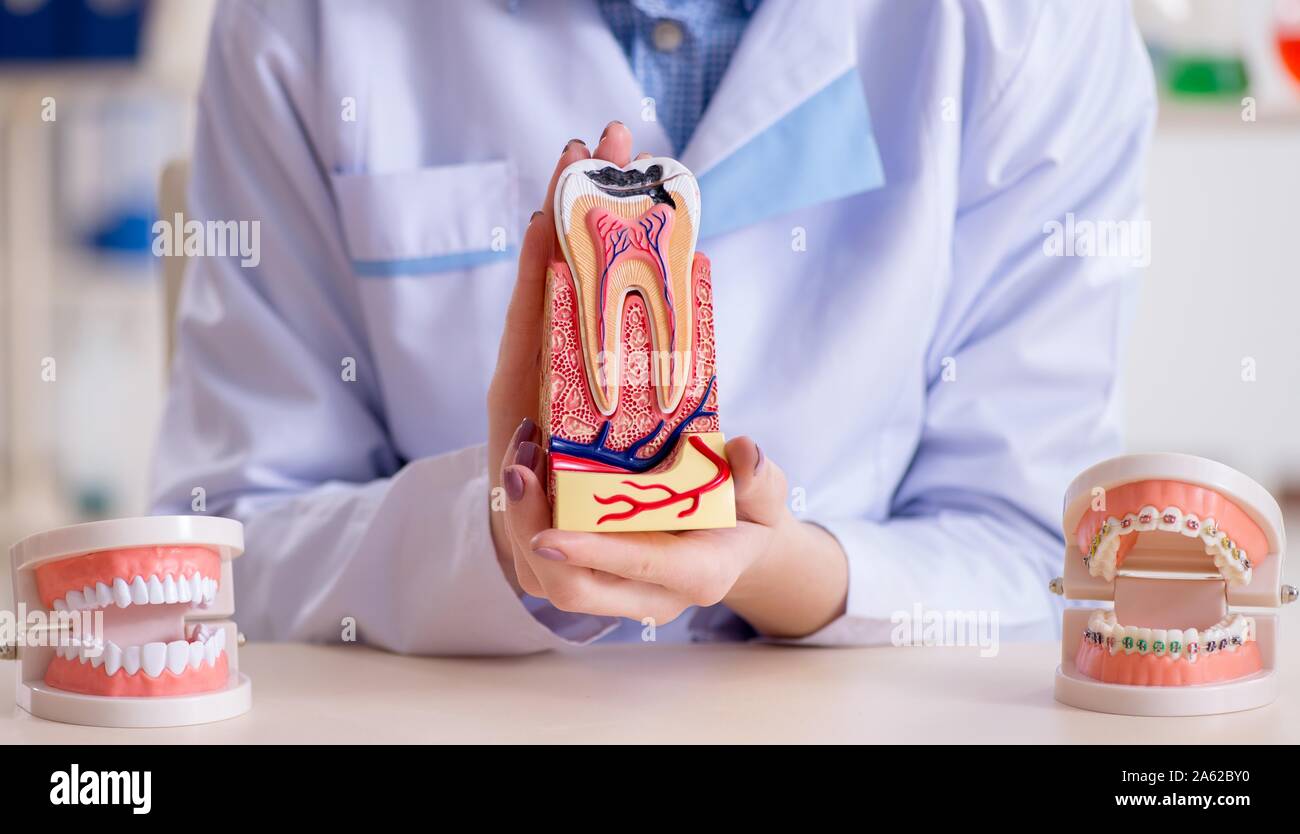 The dentist practicing work on tooth model Stock Photo - Alamy