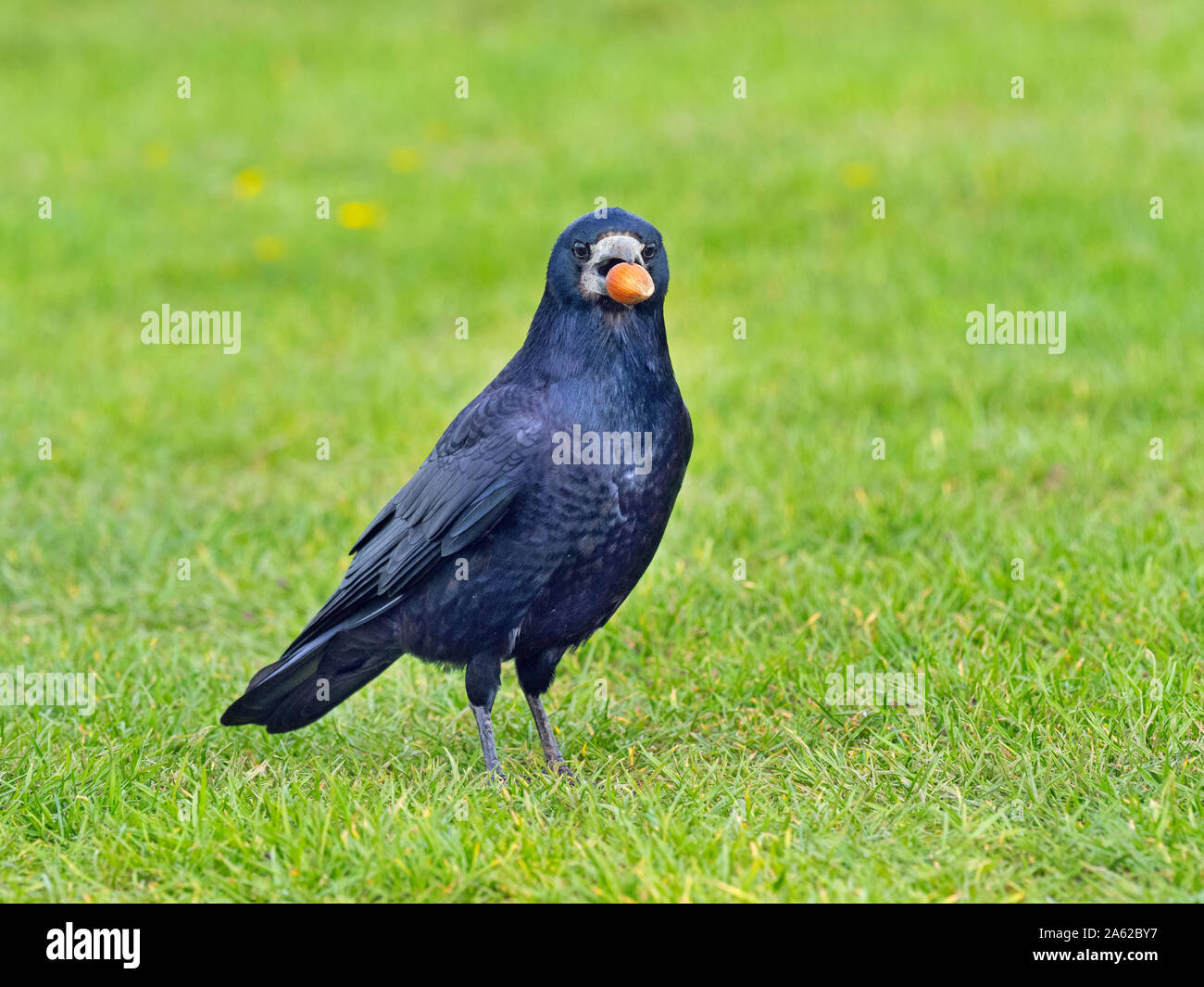 Rook With Open Beak High Resolution Stock Photography and Images - Alamy