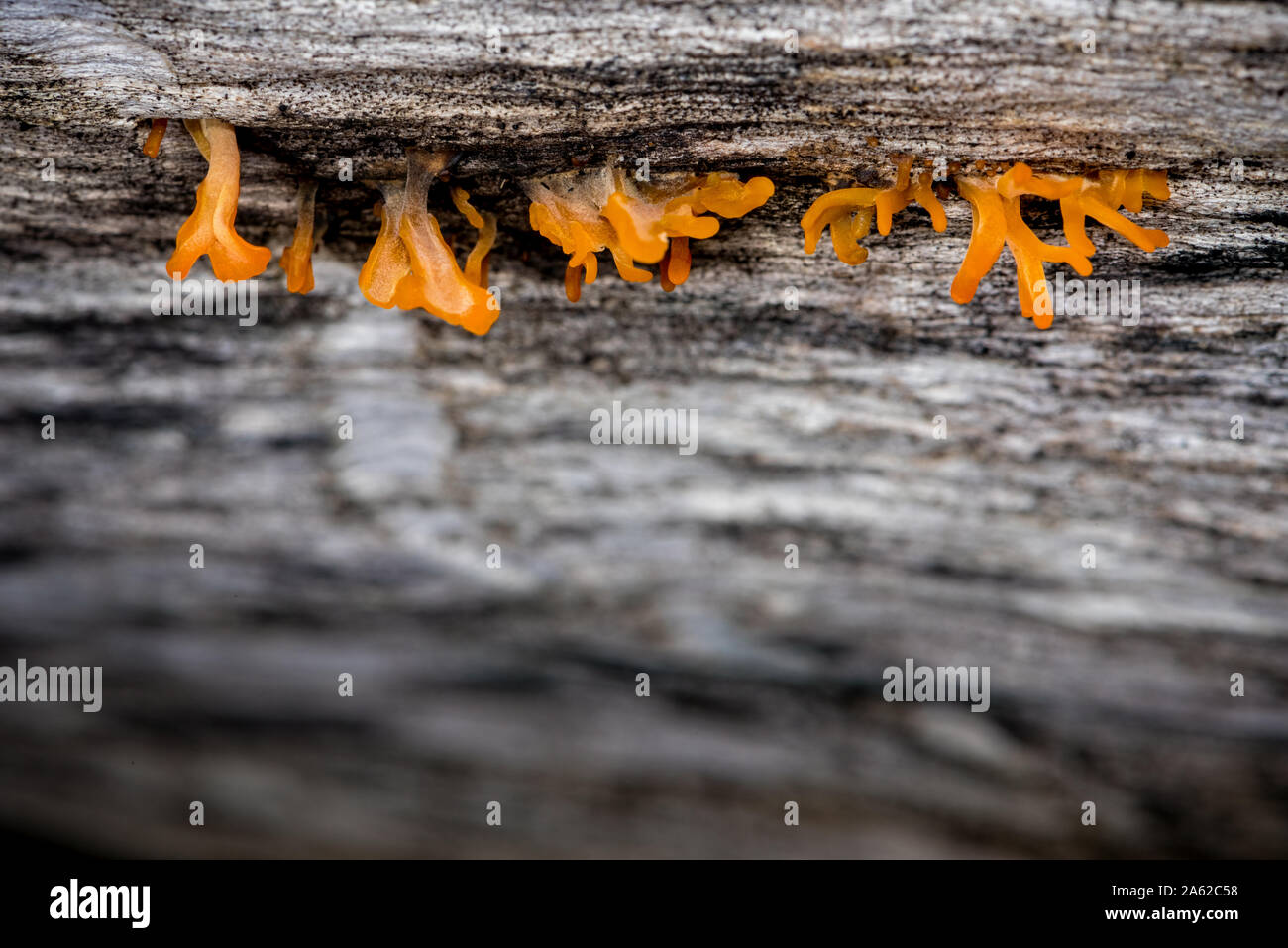 Macro exotic beautiful yellow orange tiny fungi grow on the old wood in ...