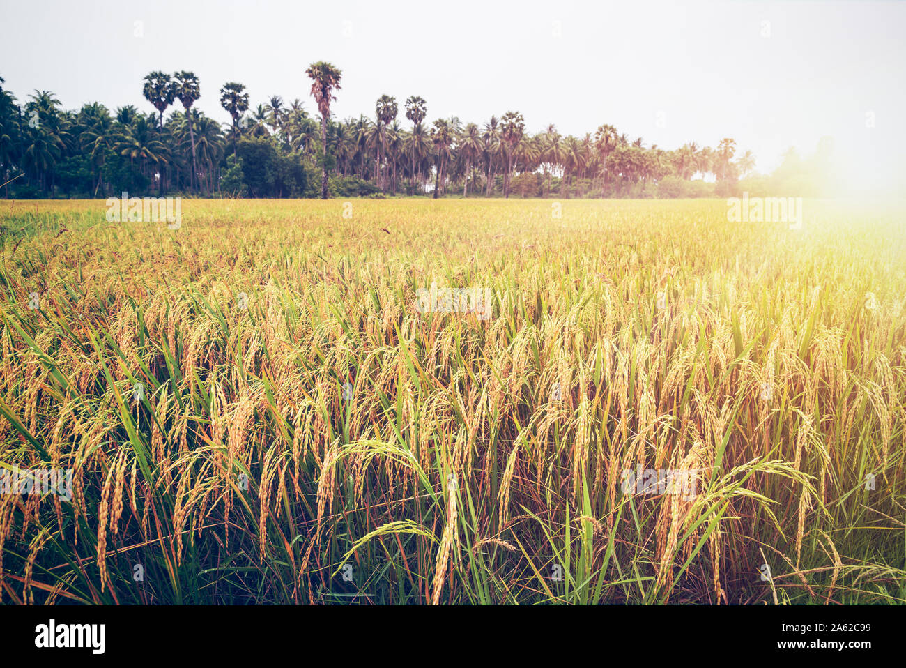 Beautiful landscape golden sunlight on rice field at sunset, Paddy ...