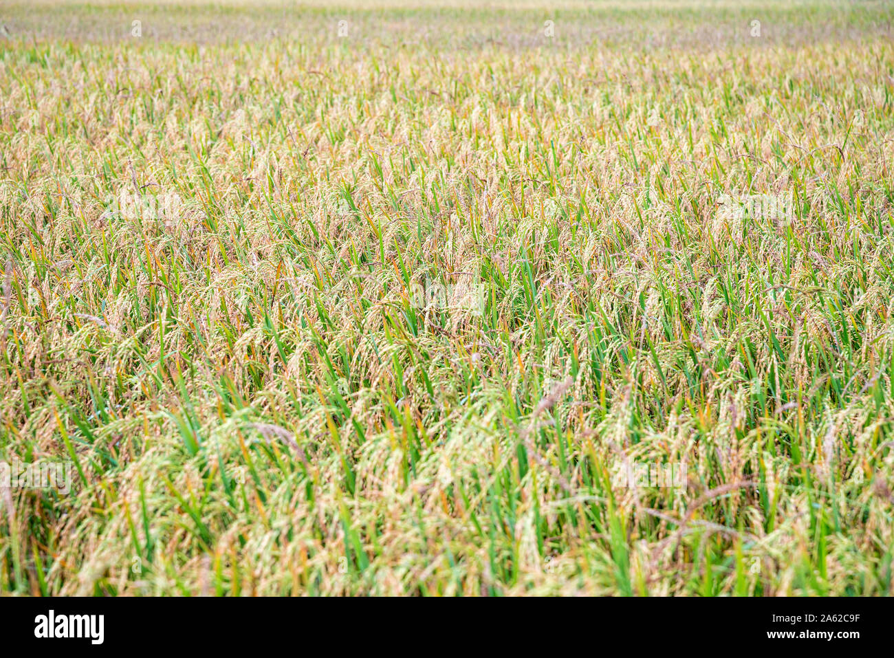 Golden Rice Time Beautiful Golden Rice Field And Ear Of Rice. Close Up