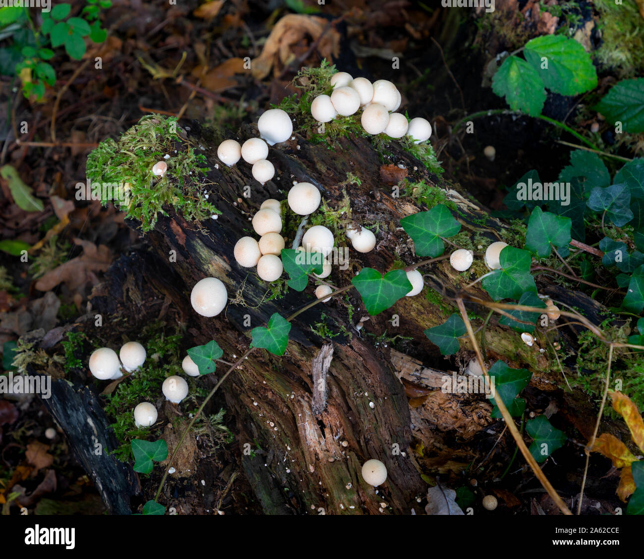 Rotten wood floor hi-res stock photography and images - Alamy