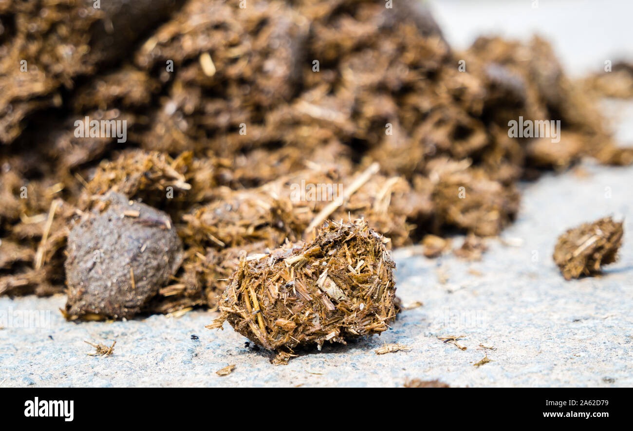 Cow dung road hi-res stock photography and images - Alamy
