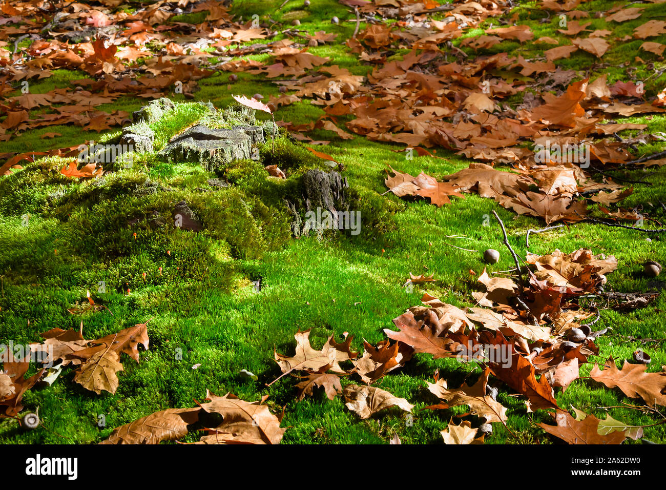 Moss texture with grass leaves hi-res stock photography and images - Alamy