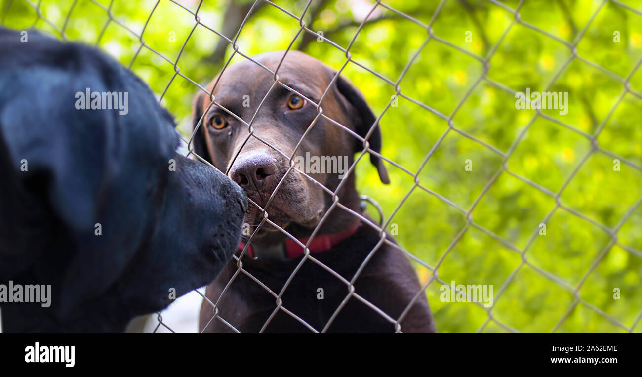 First meeting or introduction between two dogs. Two doggies or dogs ...