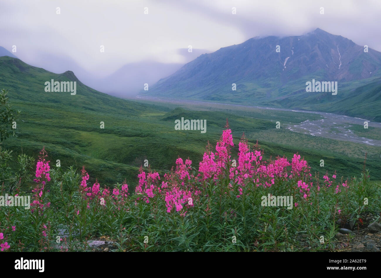 North America; United States; Alaska; Alaska Range Mountains; Denali ...