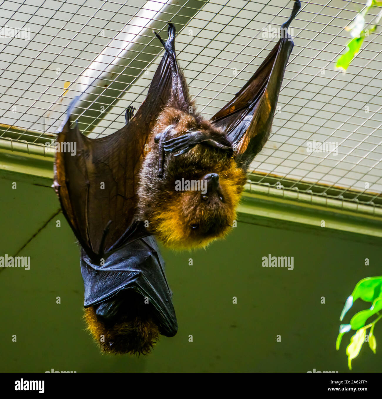 closeup of a rodrigues flying fox on the ceiling, tropical mega bat ...