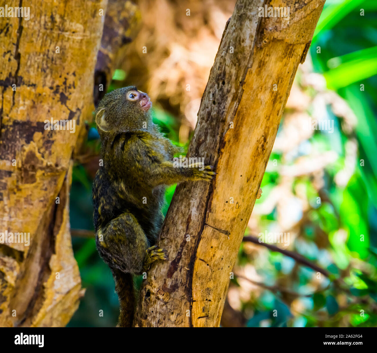 pygmy marmoset climbing in a tree, worlds smallest monkey, Small ...