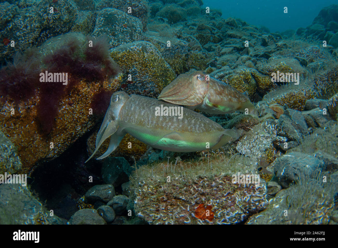 Two cephalopods are mating under the sea, and they swim looking for a ...