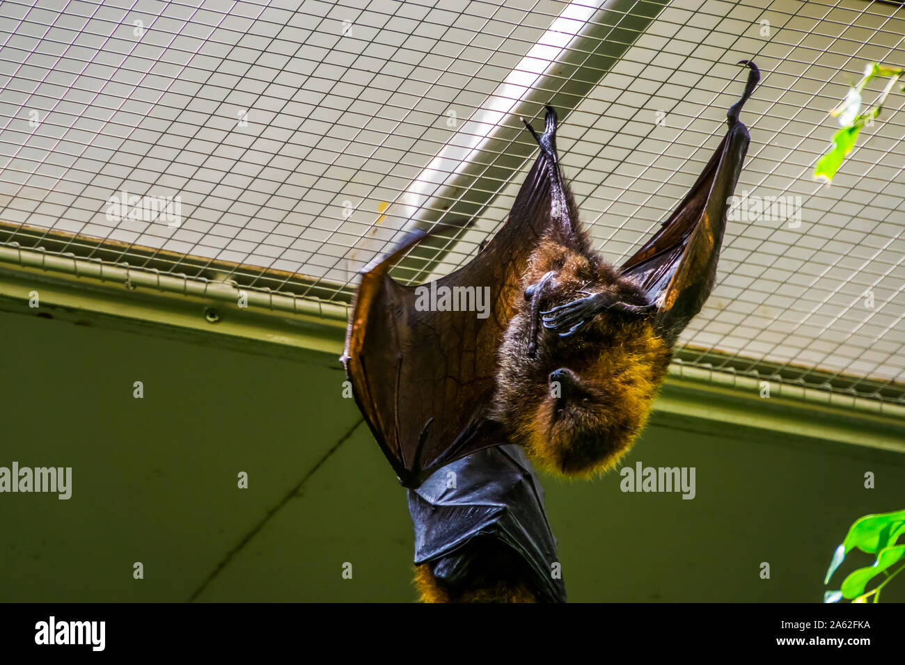 Flying fox bat face hi-res stock photography and images - Alamy