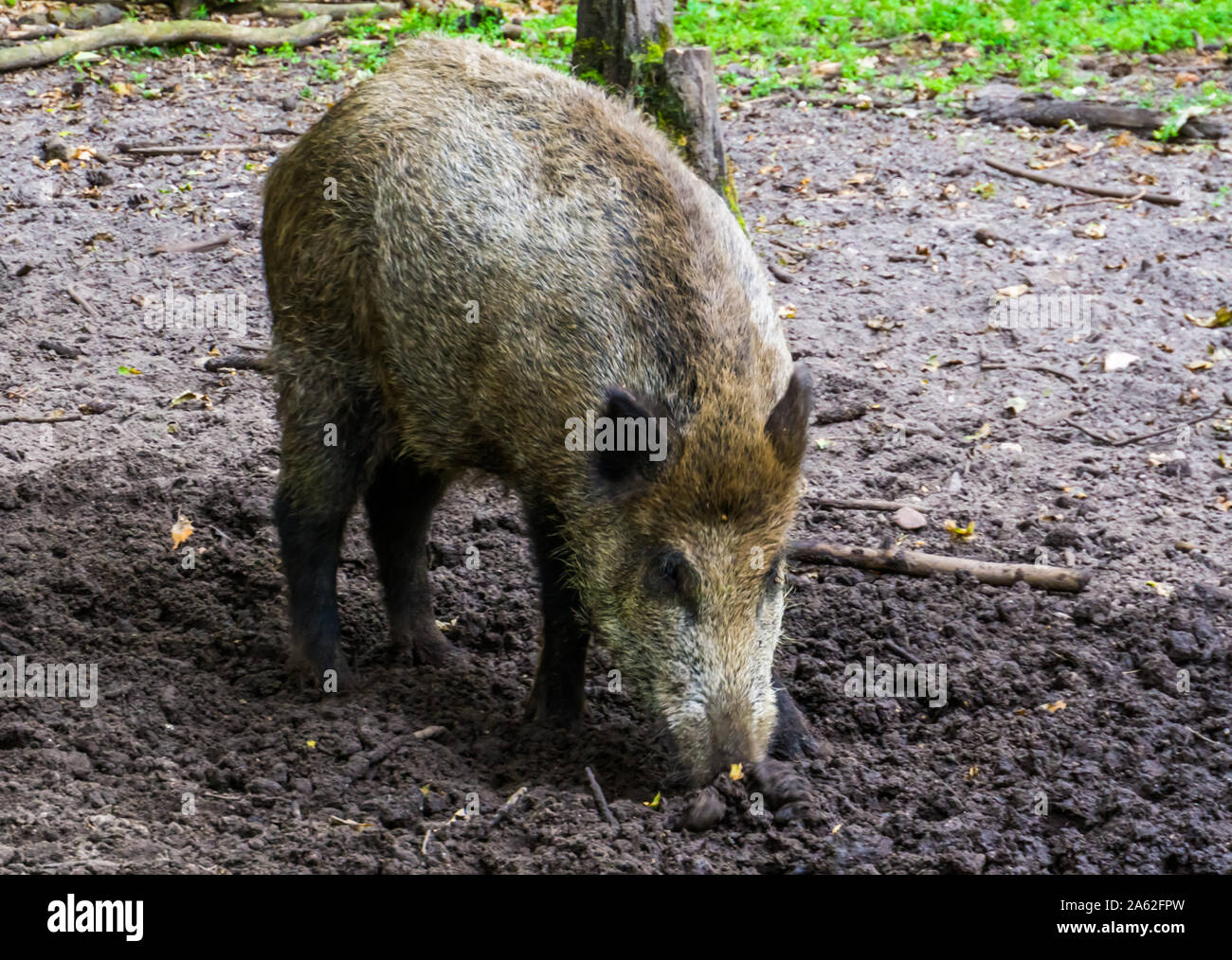 Wild boar grubbing the earth, instinctual pig behavior, common animal ...