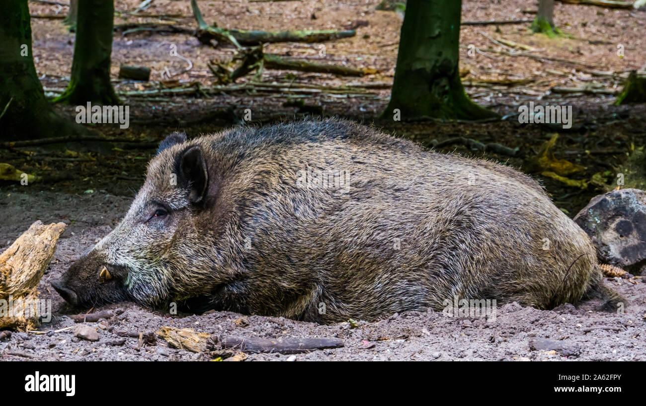 Wild boar resting in the sand, common pig specie from the forest of ...