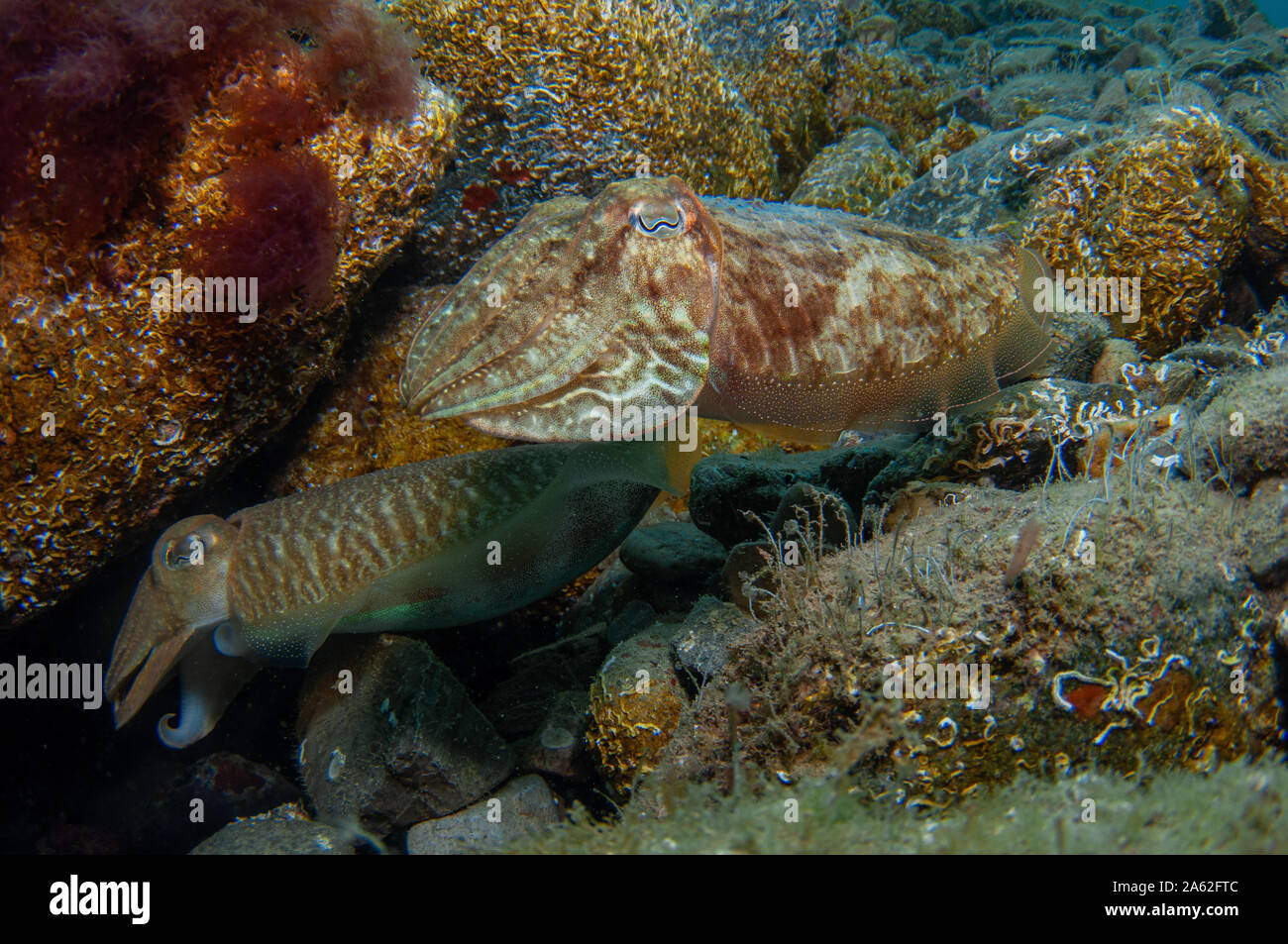 Two cephalopods are mating under the sea, and they swim looking for a ...